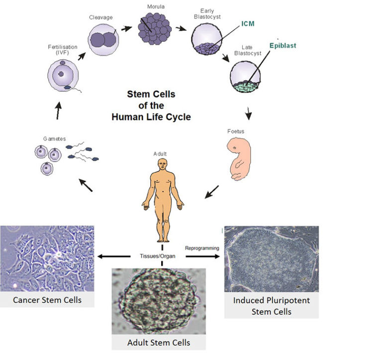 Pathways to Stem Cell Science | Why Focus On Stem Cells?
